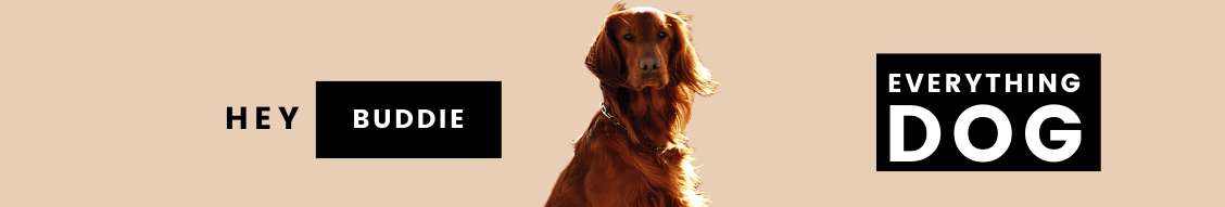 Amazon.in: HEY BUDDIE - Everything Dog