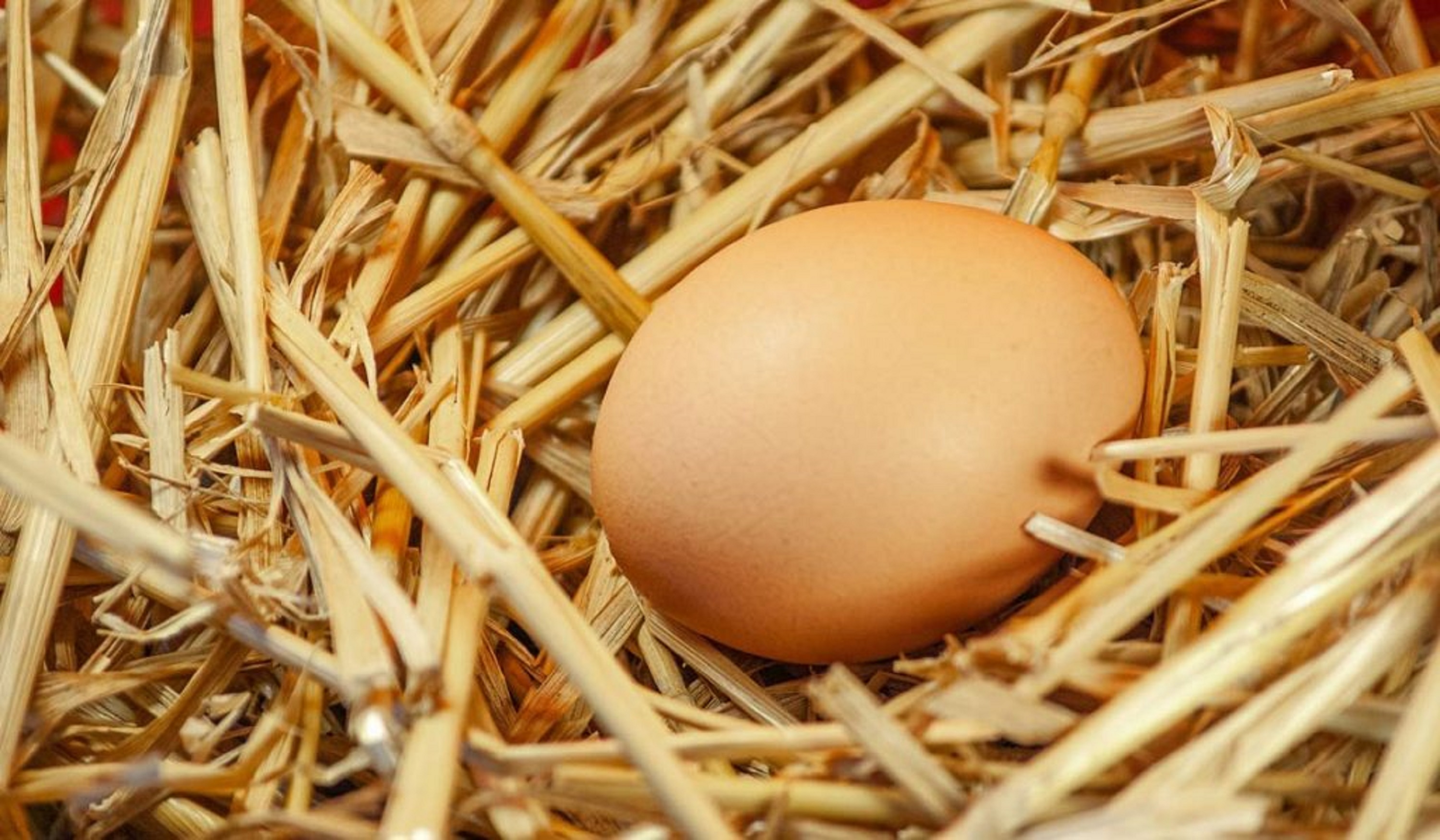 Amazon.co.uk: Eggshell: Rabbit hutches