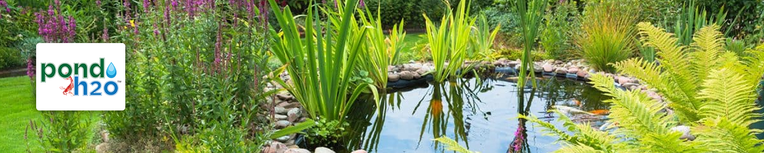 Amazon.co.uk: Pond H2o: Koi Products