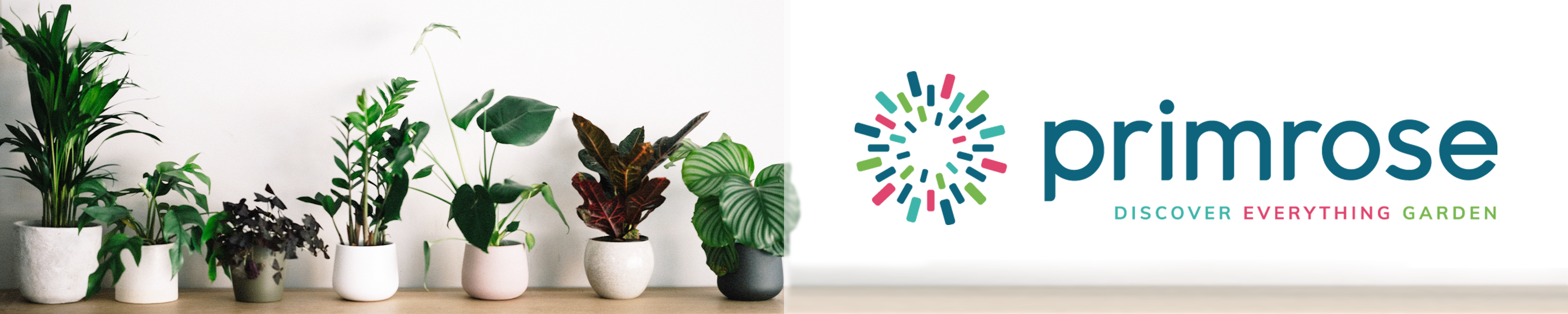 Amazon.co.uk: Primrose: Indoor Plants