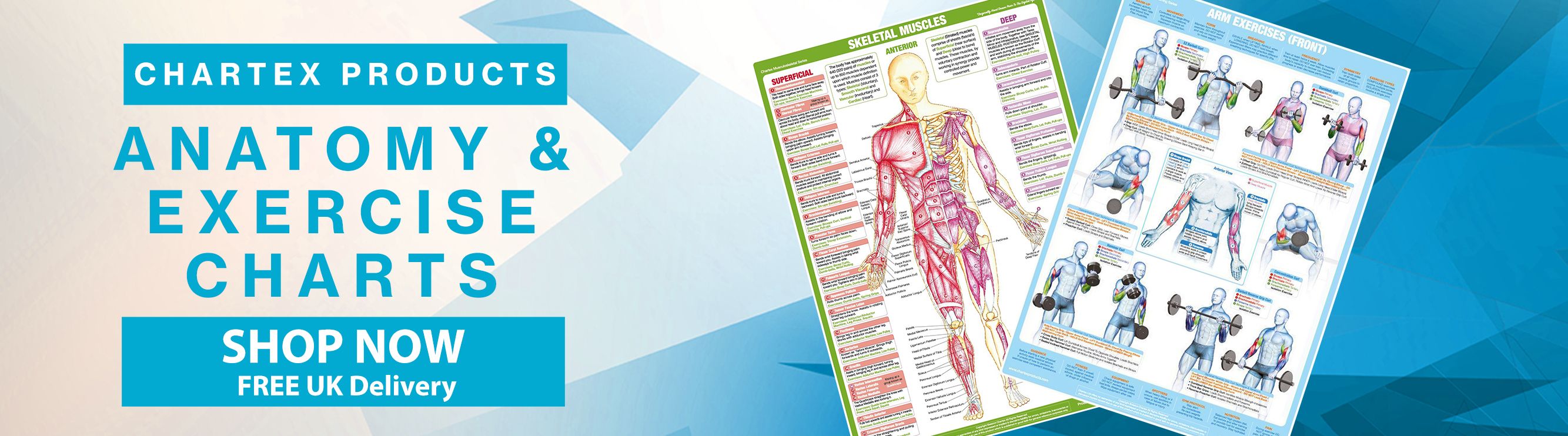 Amazon.co.uk: Chartex: Anatomy and Health Posters
