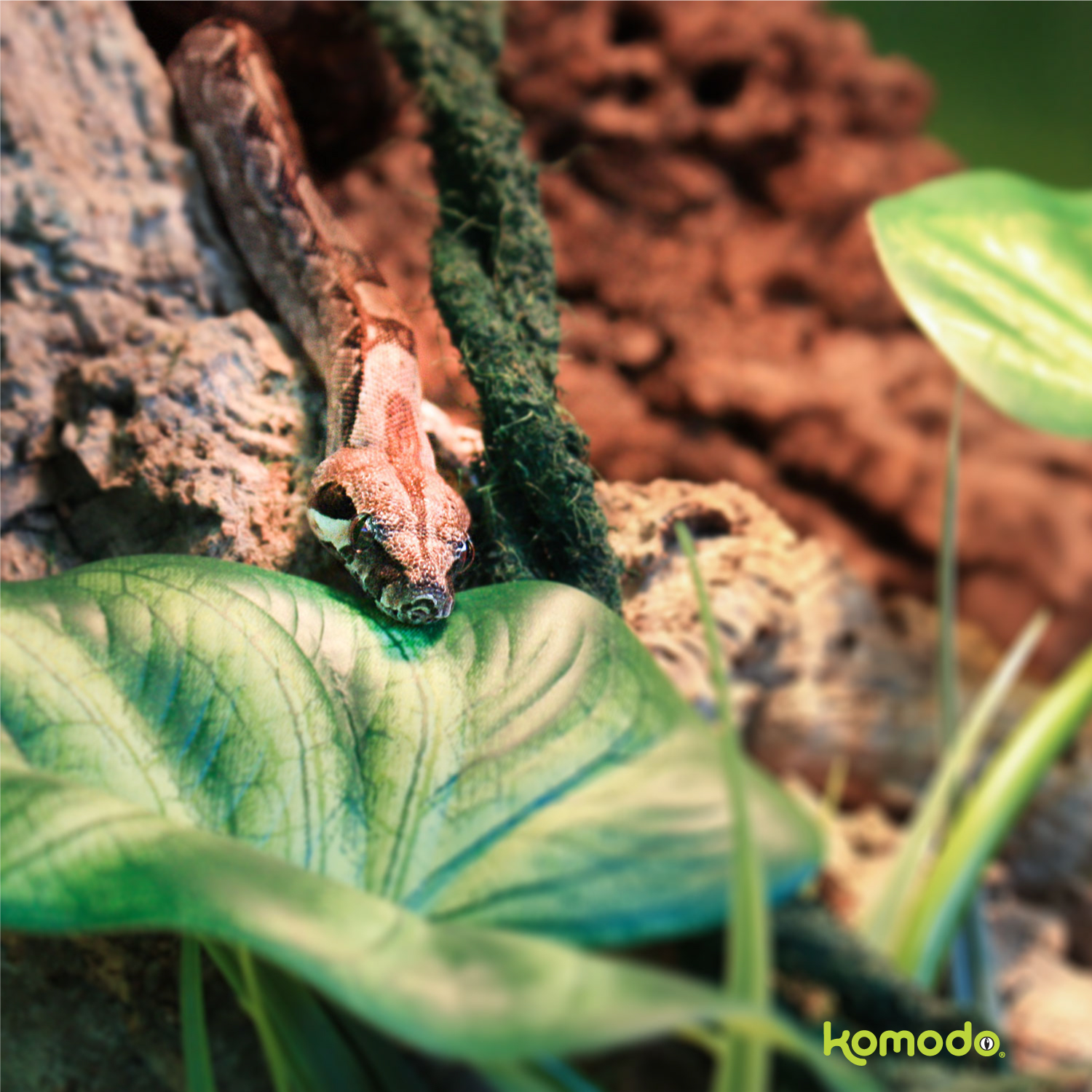 Amazon.co.uk: Komodo Products