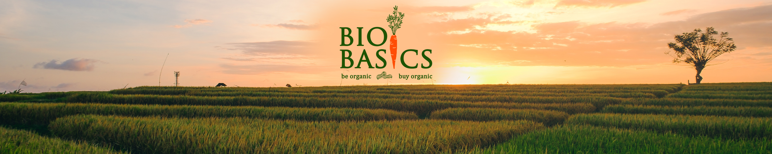 Amazon.in: Bio Basics: Whole Grains