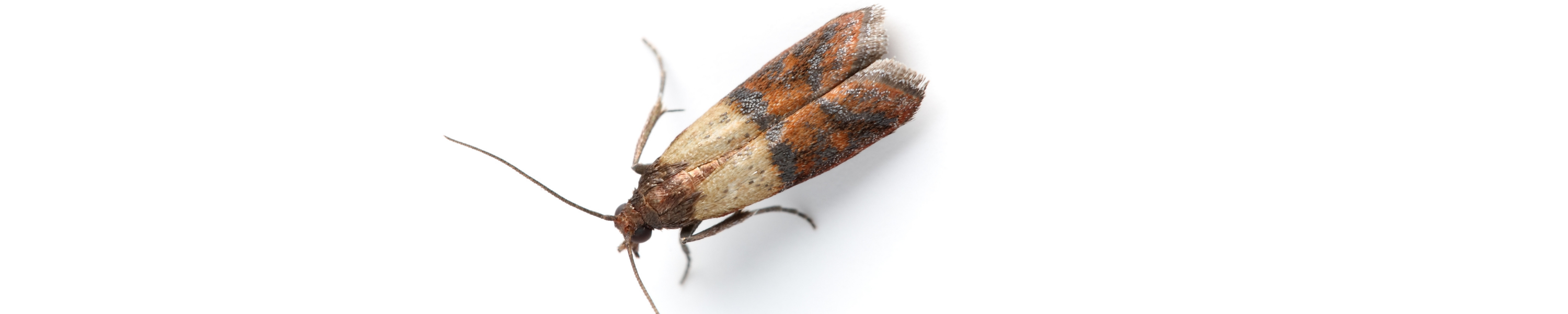 Amazon.fr: SPARIL: MITE TEXTILE