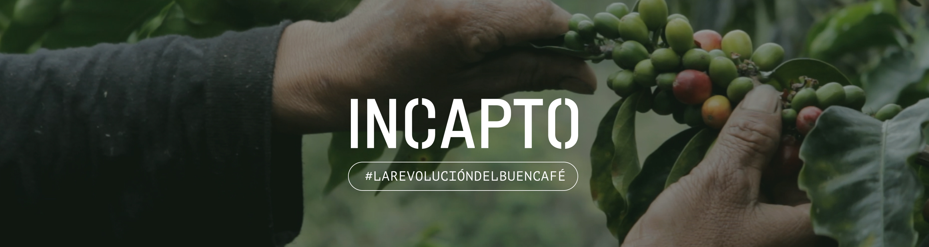 Amazon.es: INCAPTO COFFEE