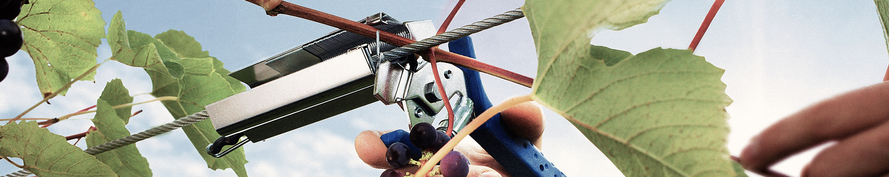 Amazon.it: Rapid Tools: Pinze per Vigne