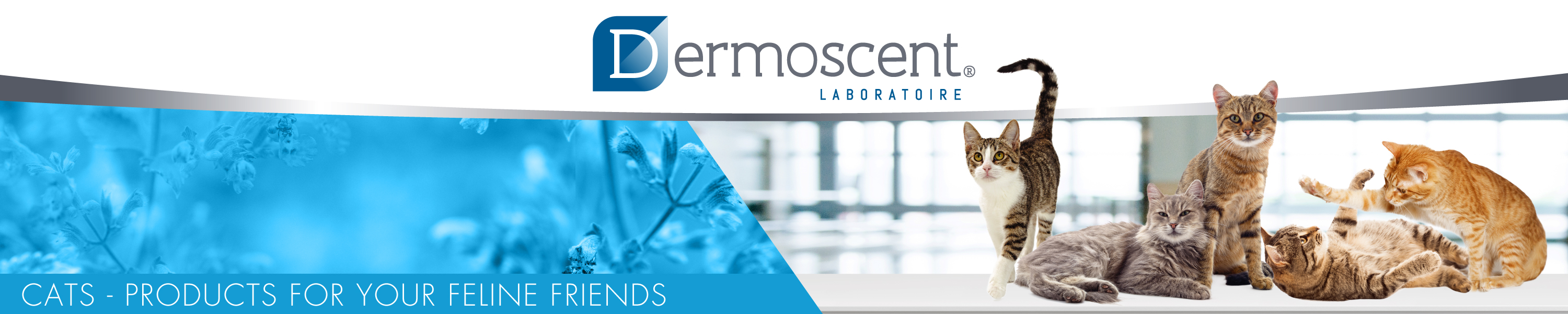 Amazon.co.uk: Dermoscent: Cats