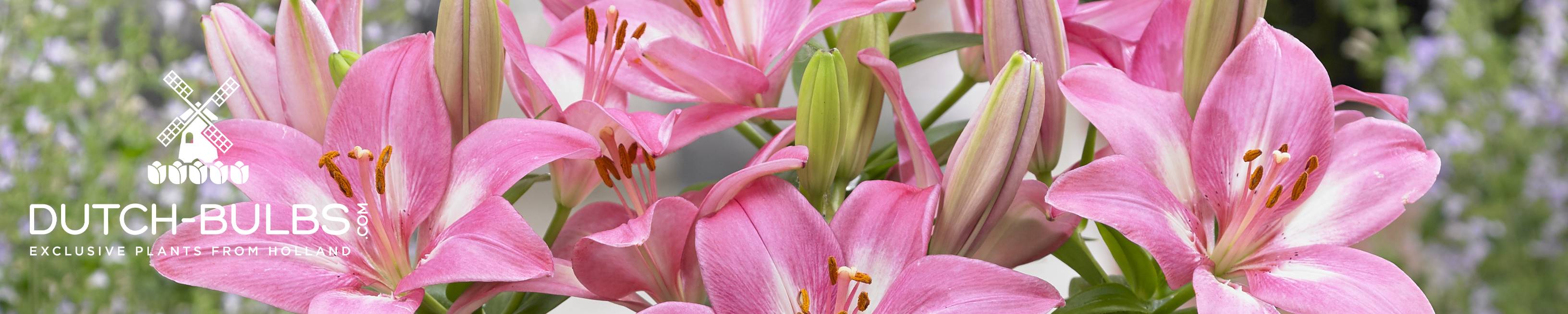 Amazon.fr: DUTCH-BULBS-COM: À PROPOS DE DUTCH-BULBS.COM