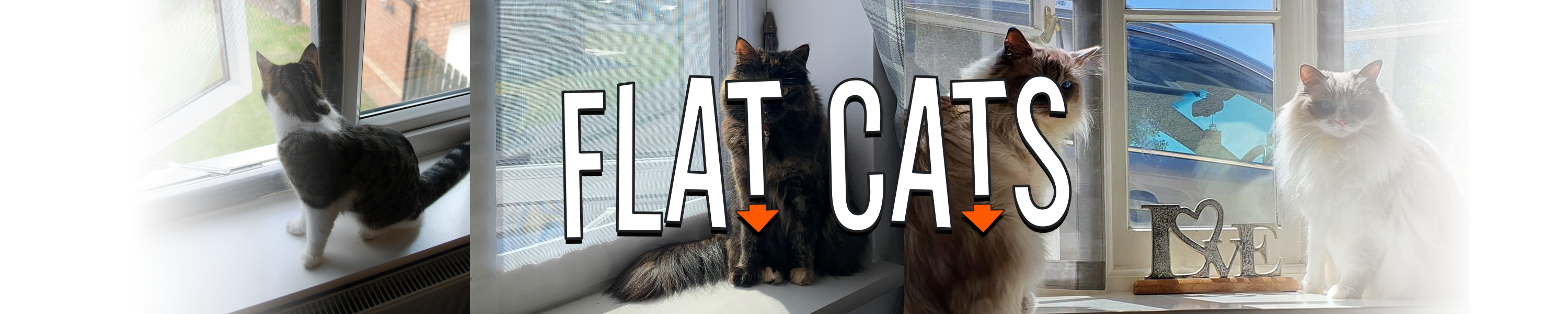 Amazon.co.uk: Flat Cats: Custom Flat Cats