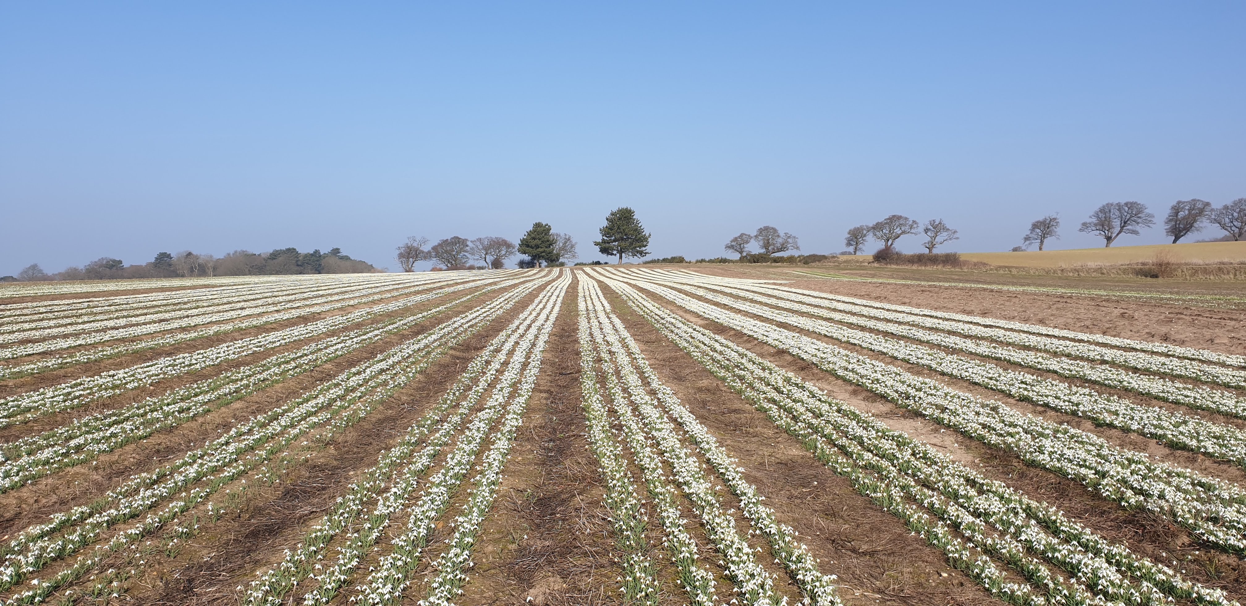 Amazon.co.uk: Eurobulbs UK EST. 1999: Single Snowdrops