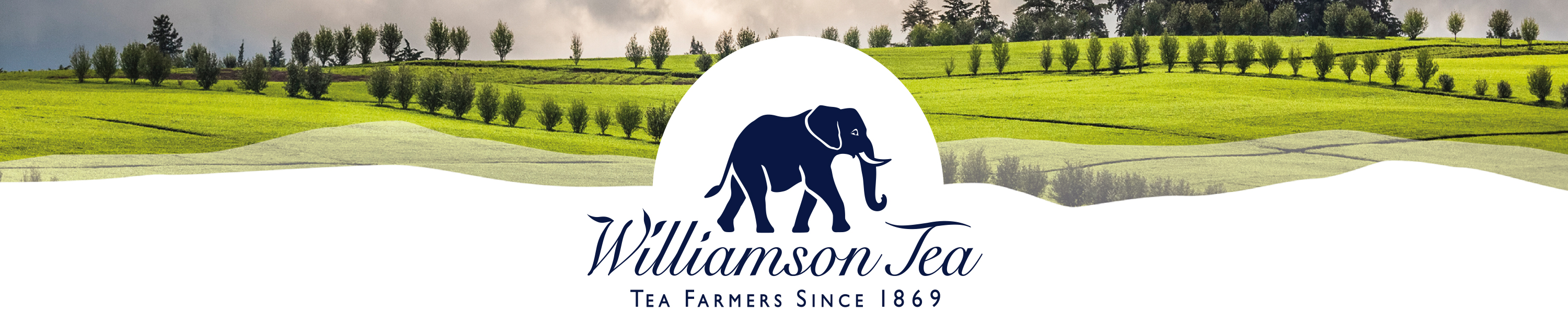 Amazon.co.uk: Williamson Fine Tea: Loose Teas