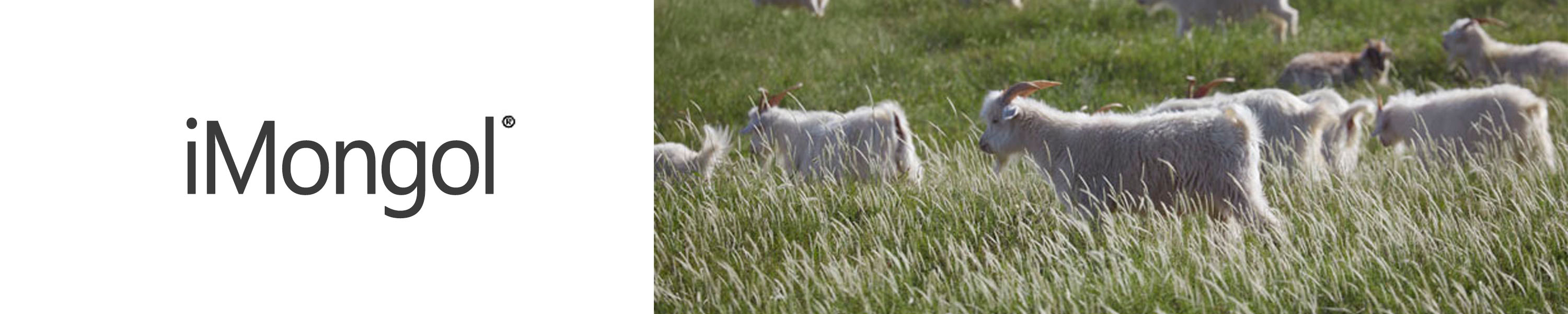 Amazon.co.uk: iMongo