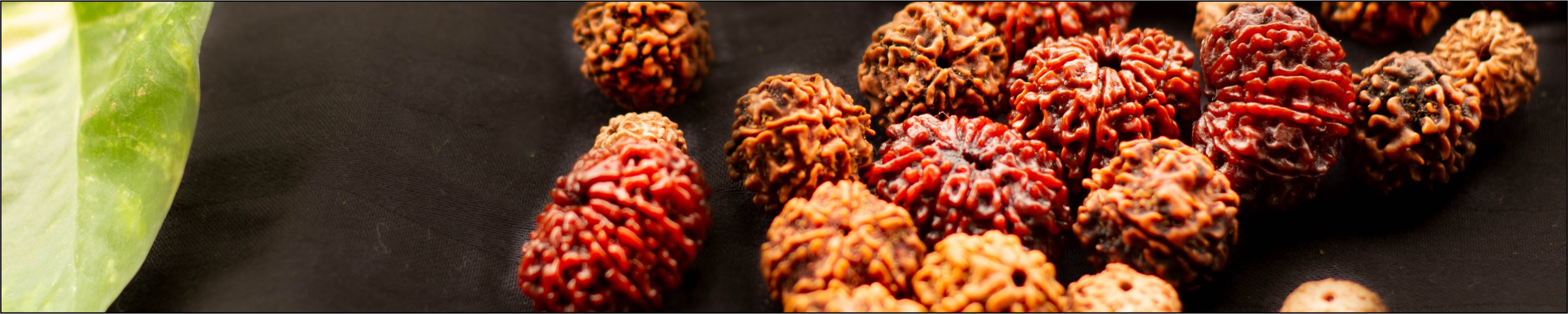 Amazon.in: SHIVALOKA