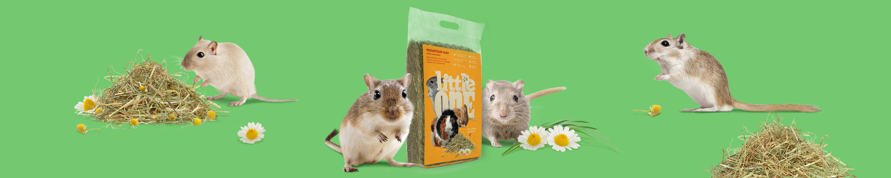 Amazon.co.uk: Little One: Hay for gerbils