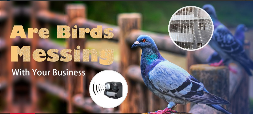 Amazon.in: SPIKEZONE