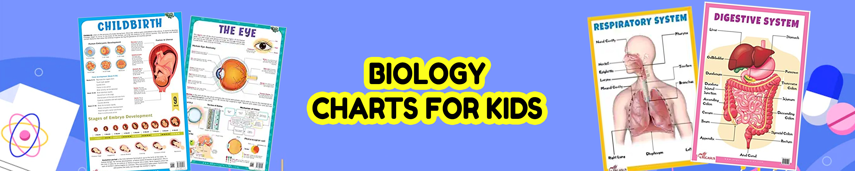 Amazon.in: Pegasus: Biology Chart for kids