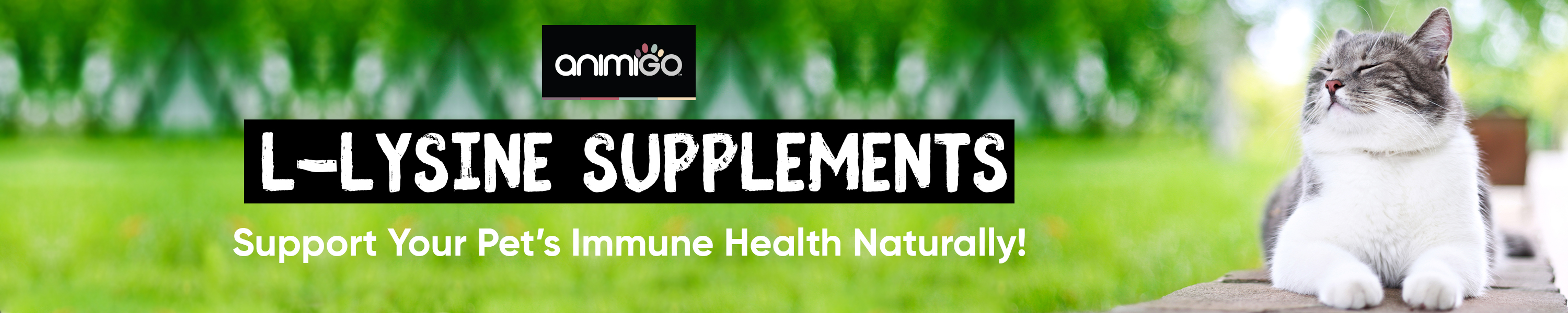 Amazon.co.uk: animigo: L-Lysine