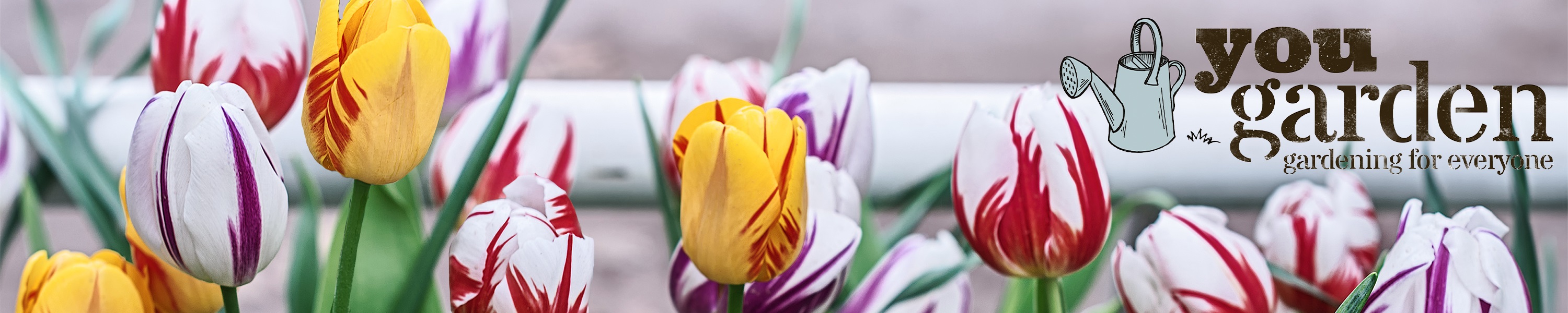 Amazon.co.uk: YouGarden: YouGarden