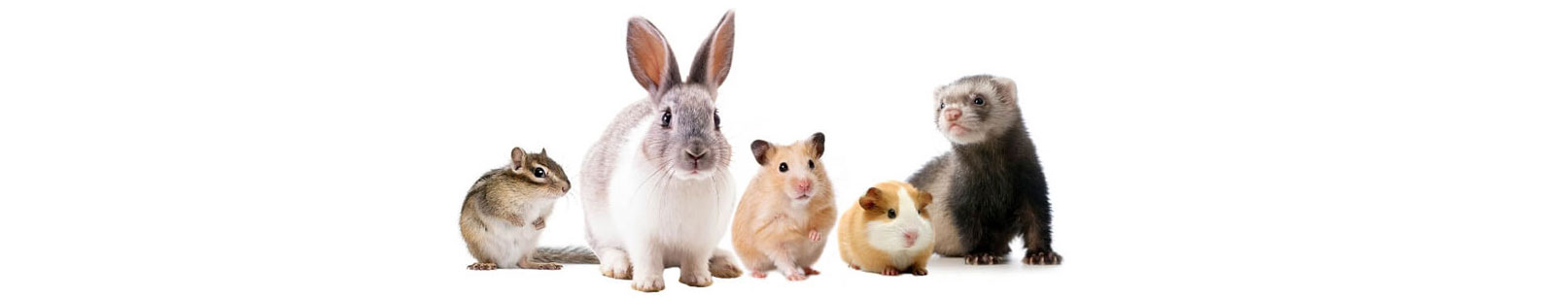 Amazon.co.uk: Chubby Pet Products: Small Animals