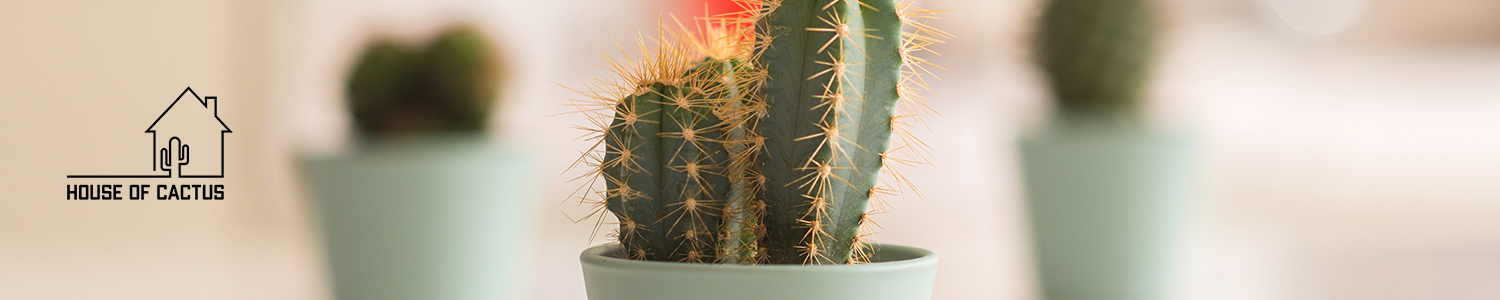 Amazon.de: House of Cactus