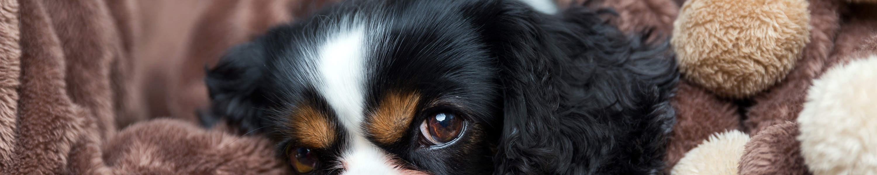 Amazon.de: Angel's Pride: Für Hunde