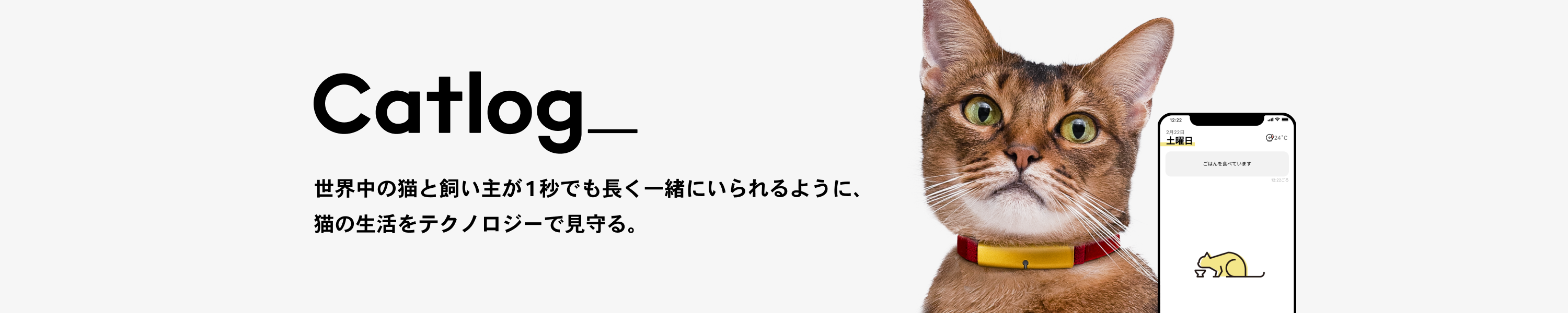 Amazon.co.jp: Catlog