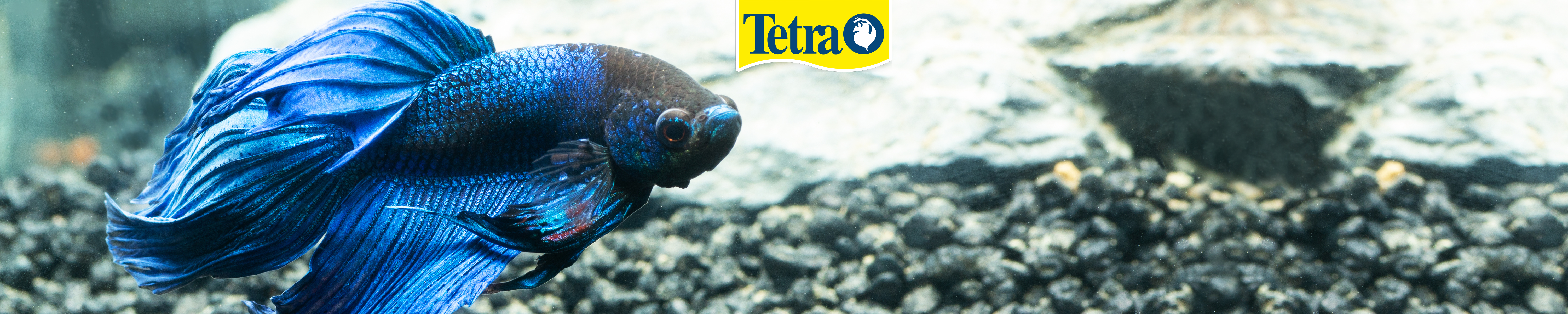 Amazon.co.jp: Tetra