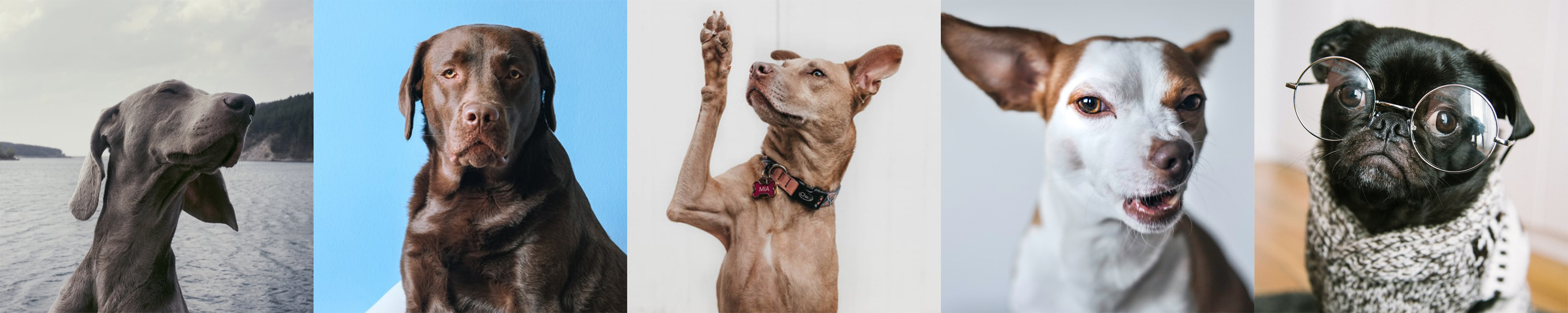 Amazon.com.au: Navy Otter