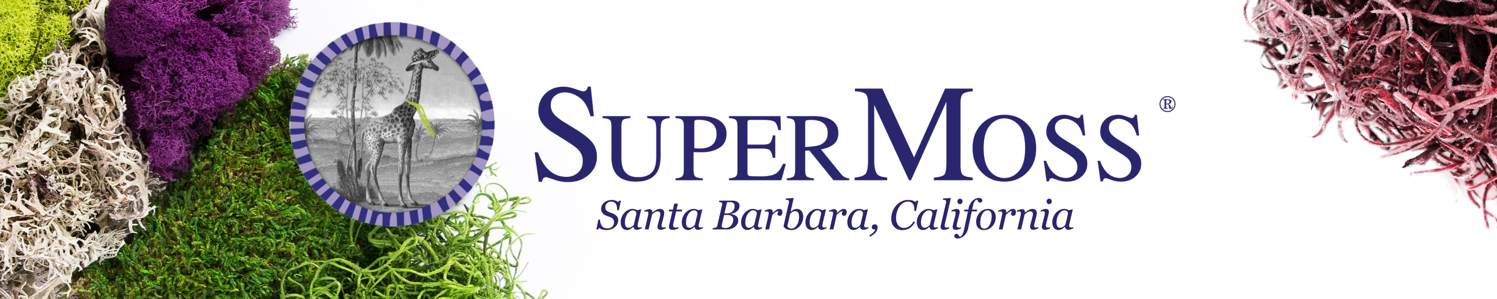 Amazon.com: SuperMoss