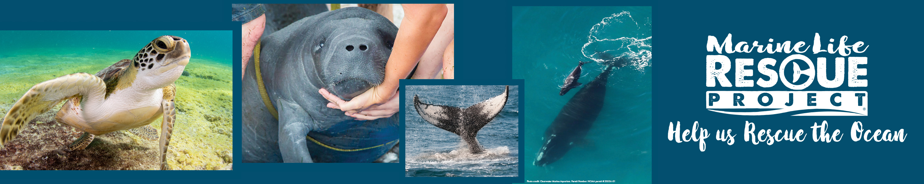 Amazon.com: Marine Life Rescue Project