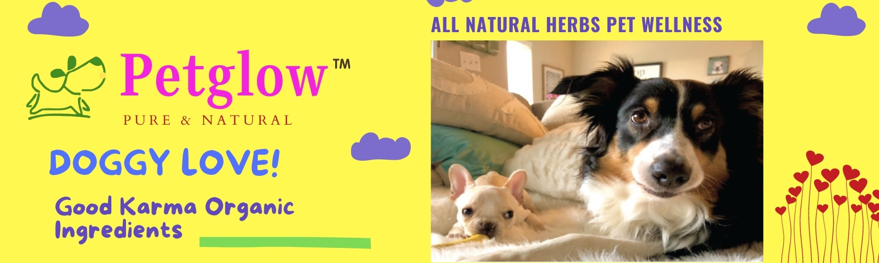 Amazon.com: PETGLOW