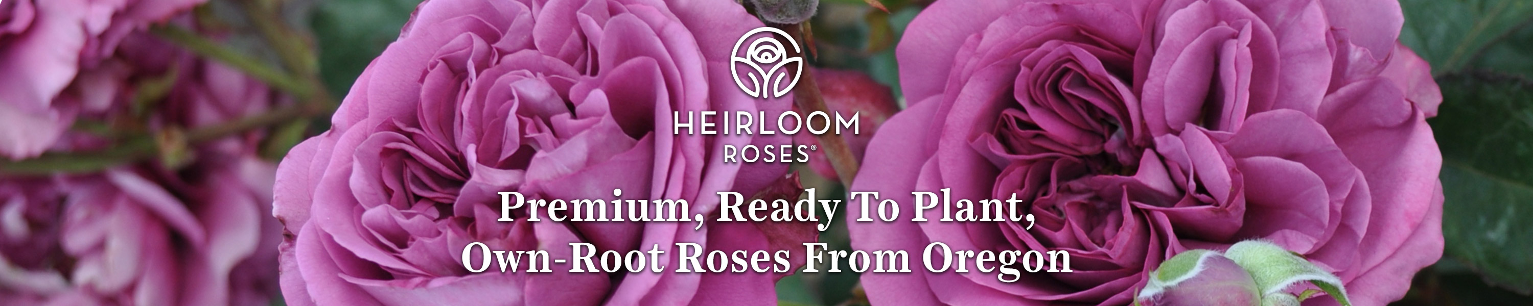 Amazon.com: Heirloom Roses