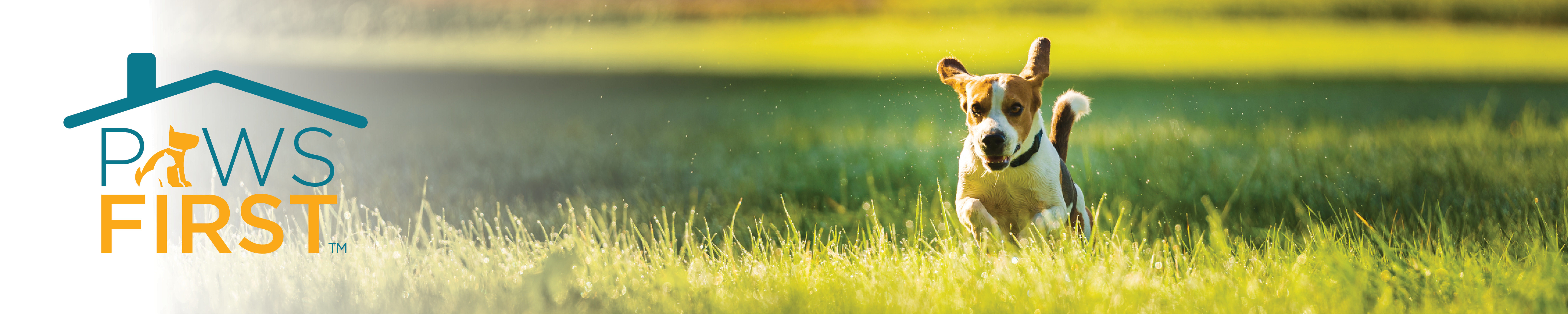 Amazon.com: Paws First: Shop All