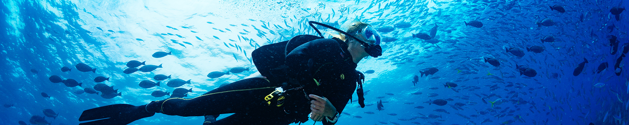 Amazon.com: Ornaments by Elves: Scuba Diving