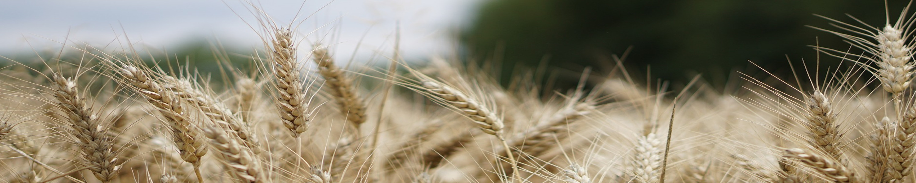 Amazon.com: joyouse Clothing: Chicken Fans