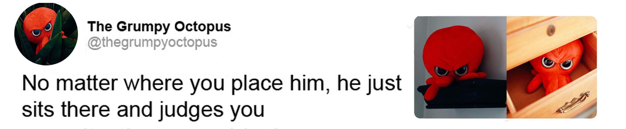 Amazon.com: The Grumpy Octopus