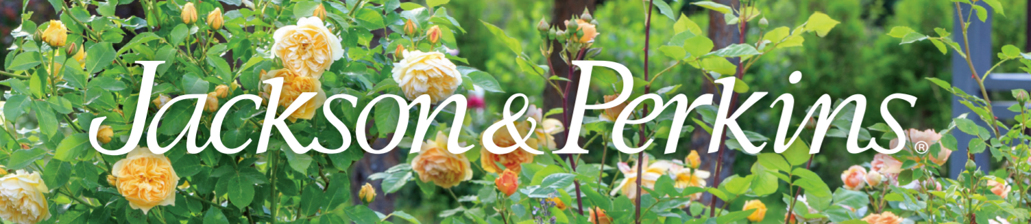 Amazon.com: Jackson & Perkins