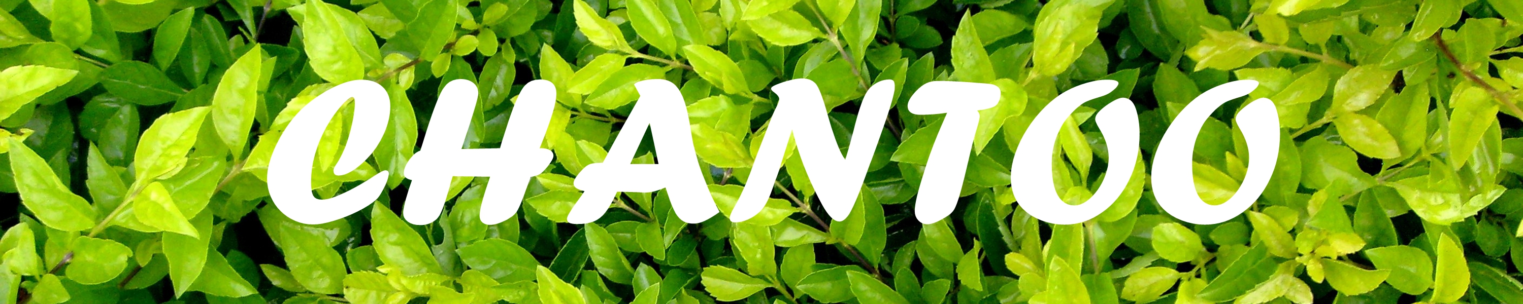 Amazon.com: Chantoo: Bird of Paradise