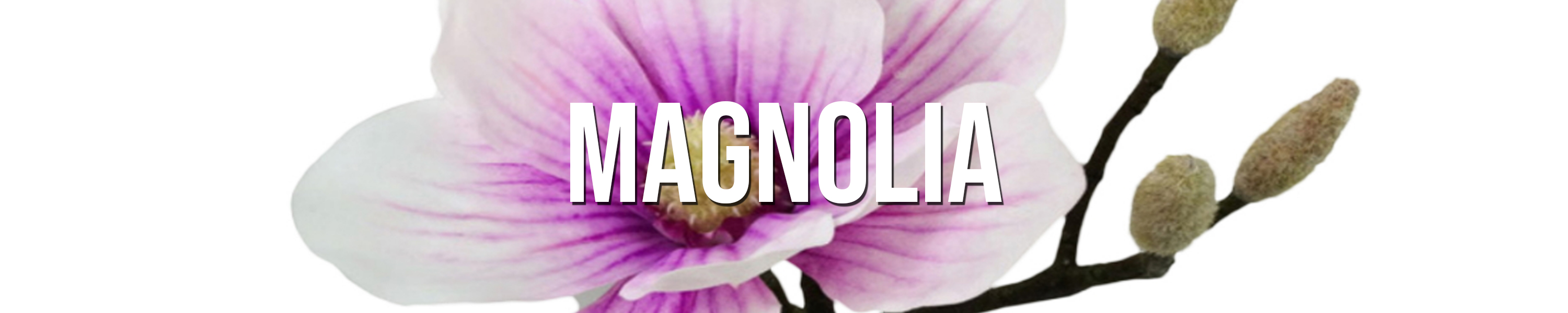 Amazon.com: Angel Isabella: Magnolia