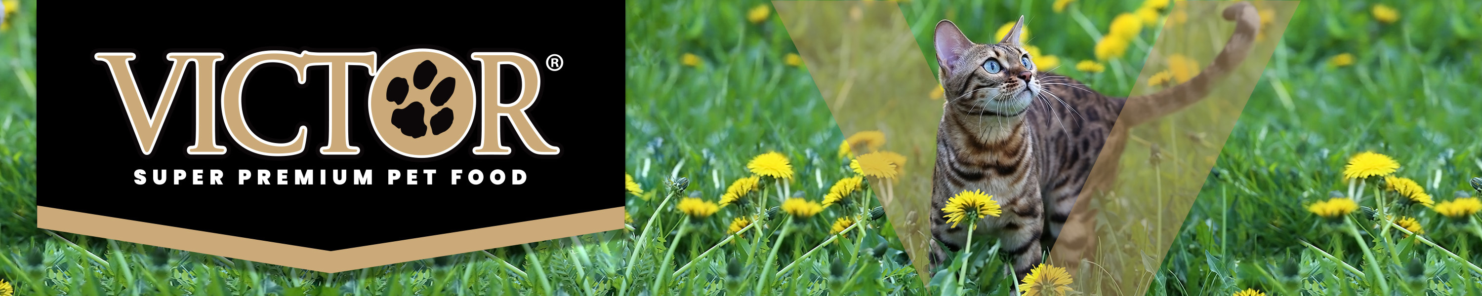 Amazon.com: VICTOR: Cat Food