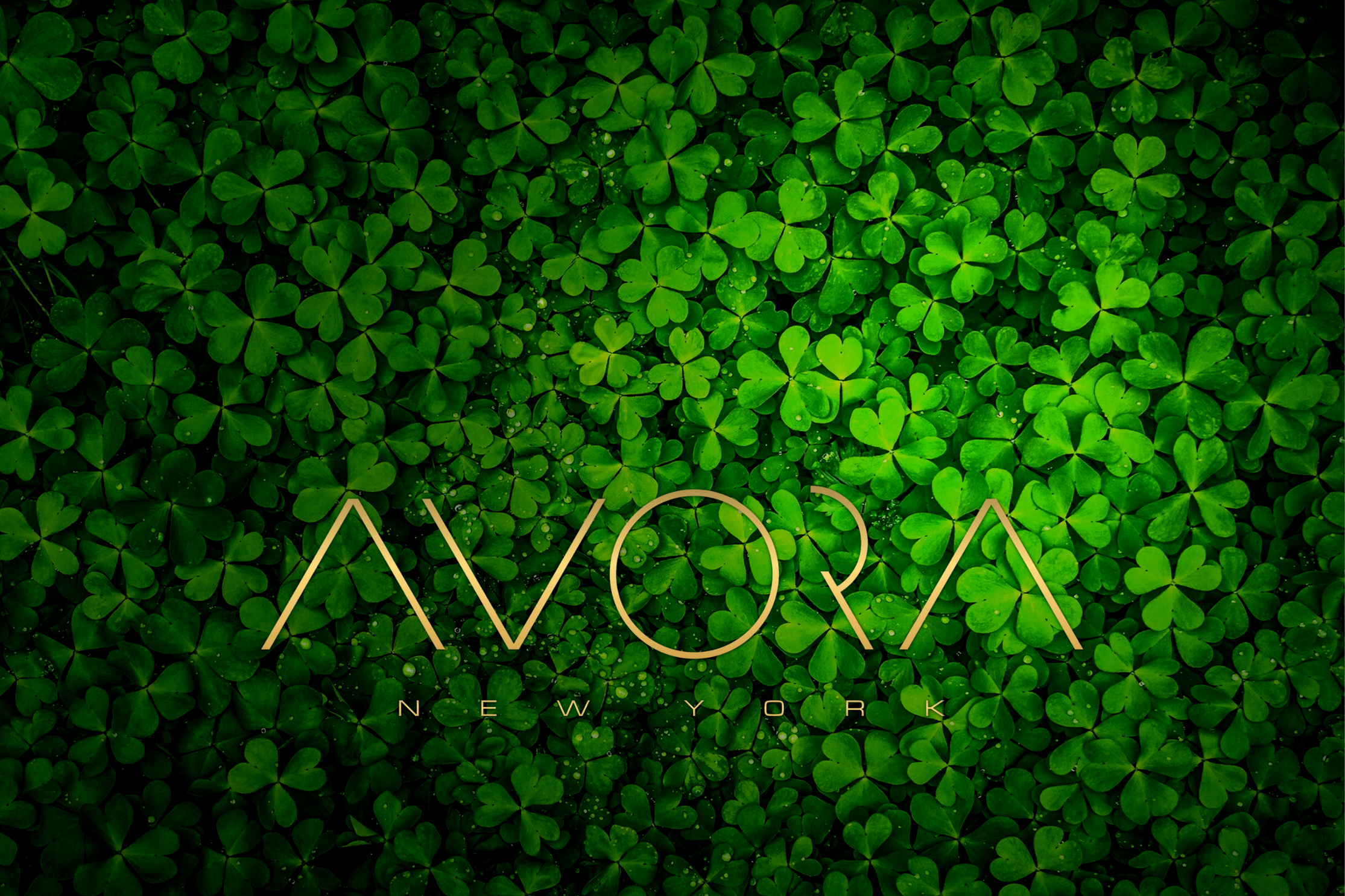 Amazon.com: AVORA