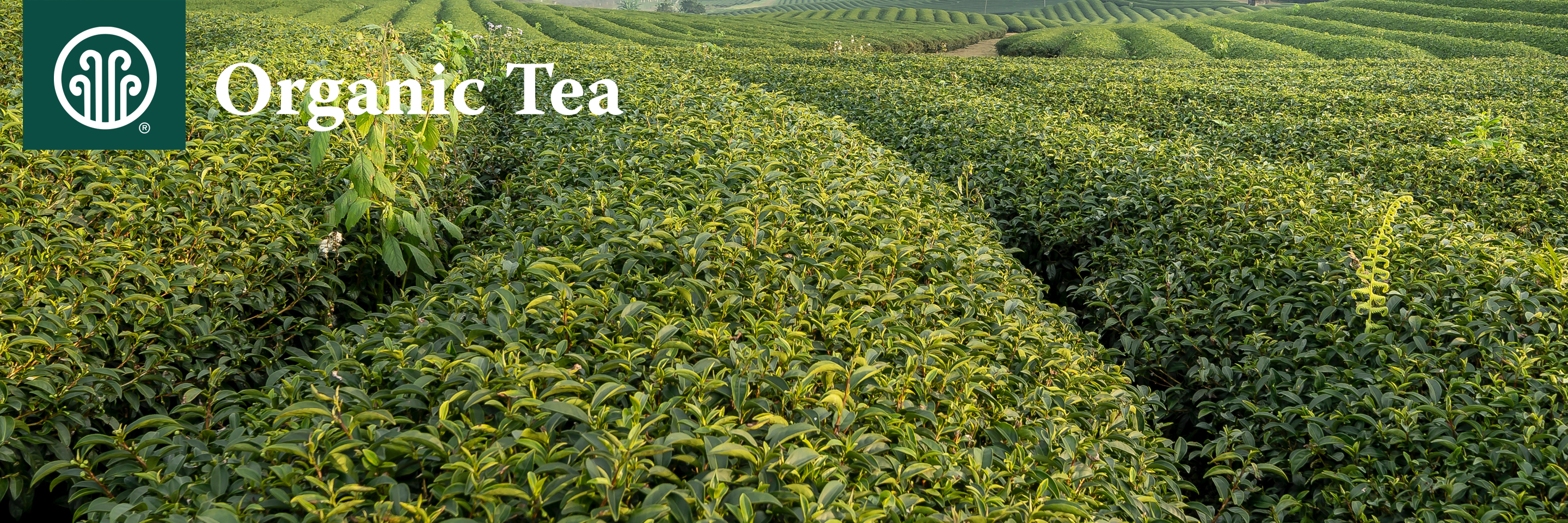 Amazon.com: Eden: TEA