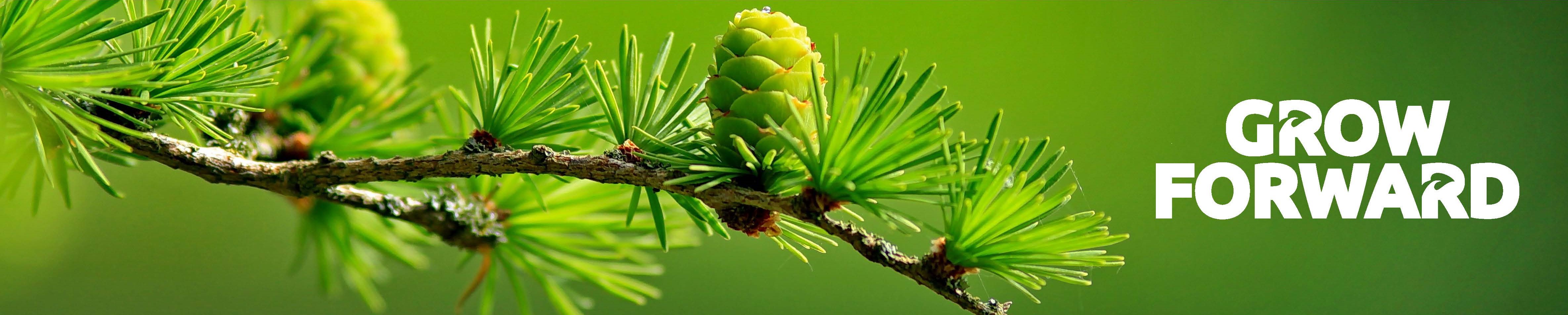 Amazon.com: Grow Forward