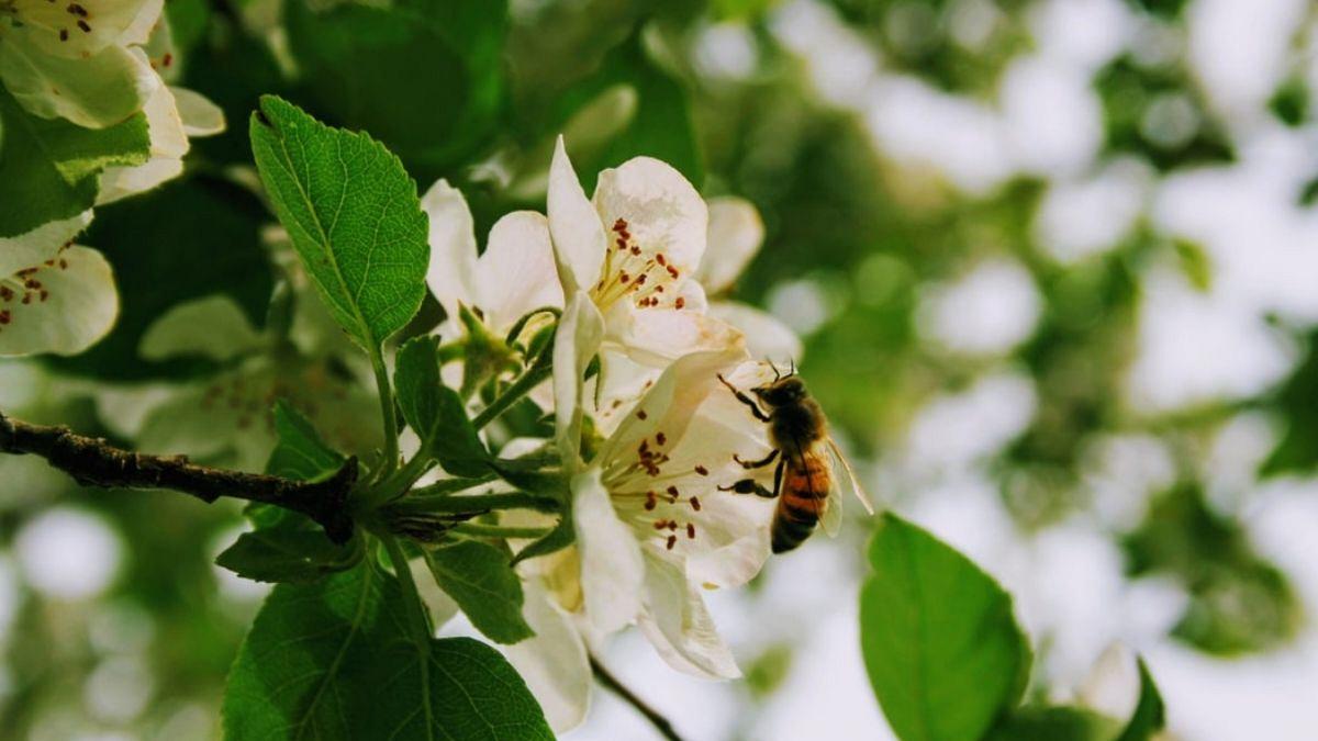 Amazon.com: MayBee Hives