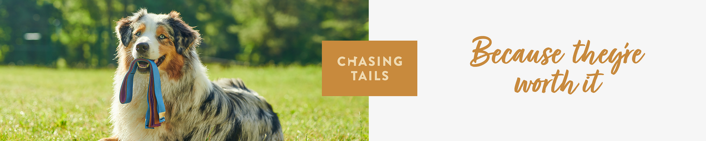 Amazon.com: Chasing Tails: Flirt Pole