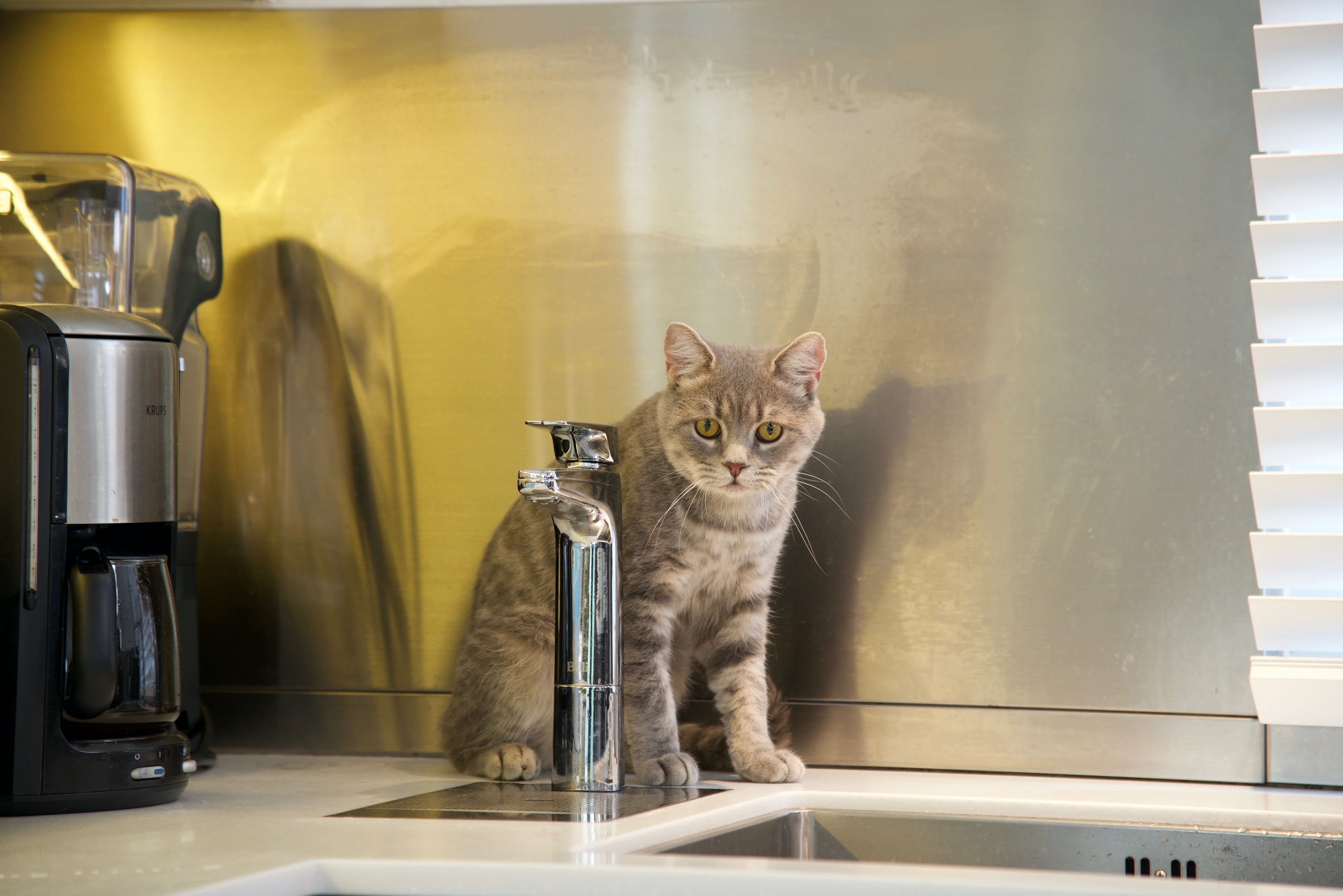Amazon.com: Cat H2O Fresh & Filtered Water