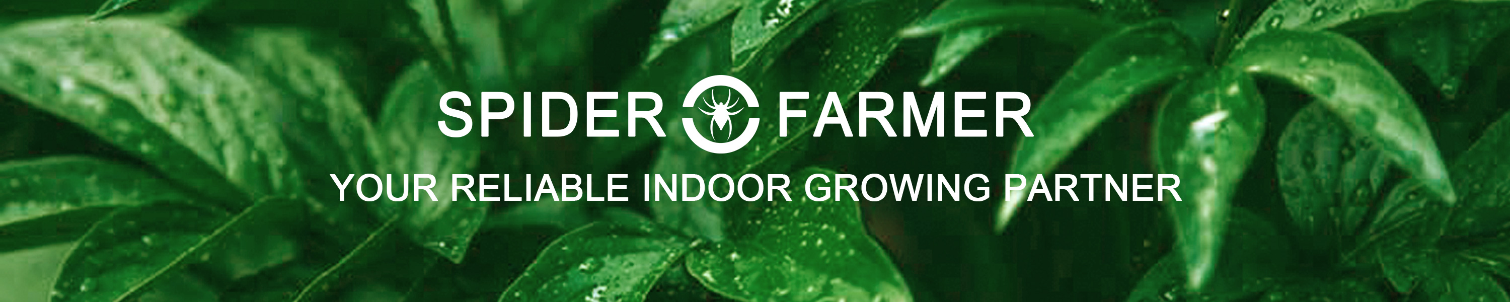 Amazon.com: Spider Farmer: 【2x4】SF2000 Grow Tent Kit