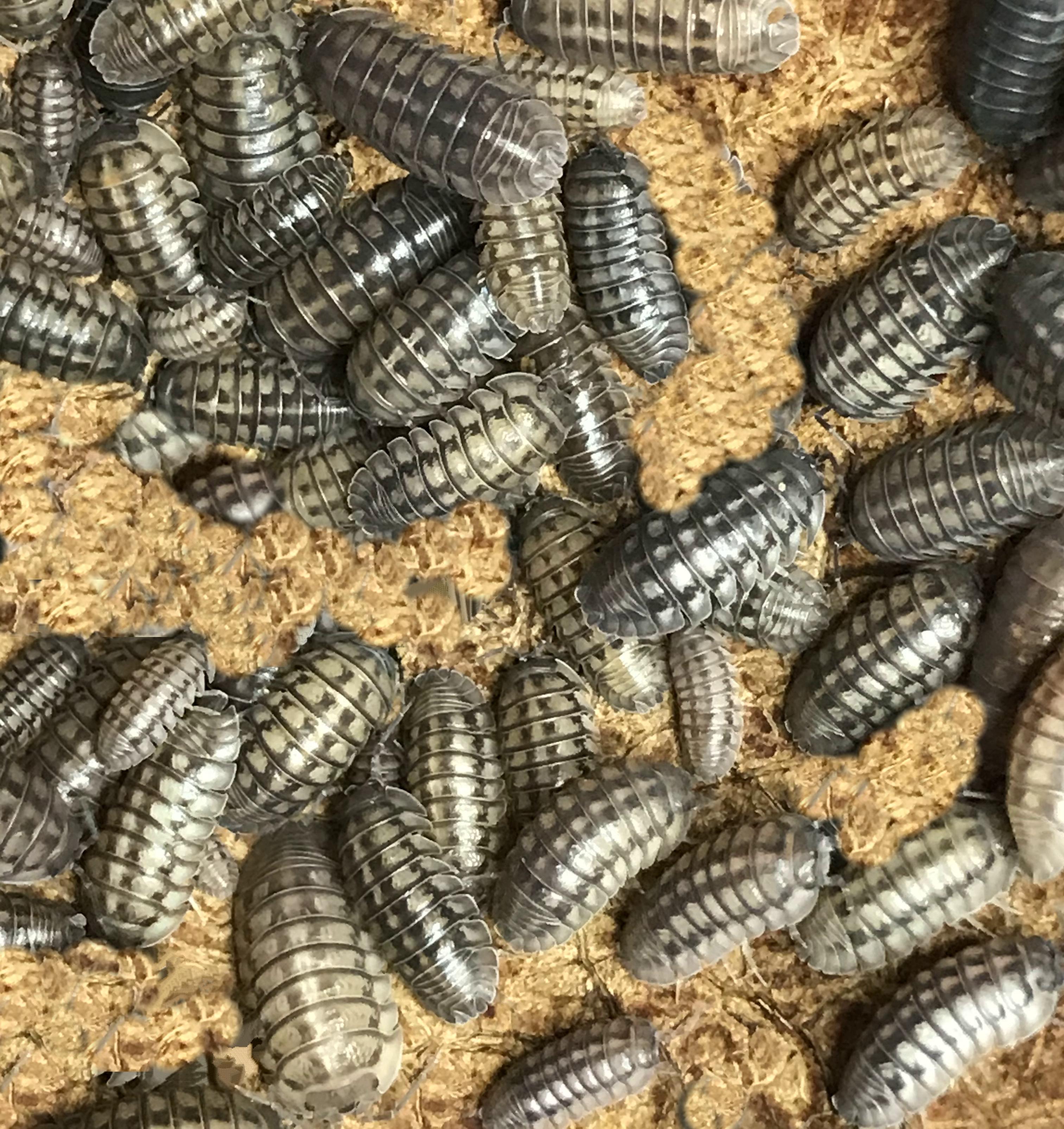 Amazon.com: Critters Direct: Dwarf Purple Isopods