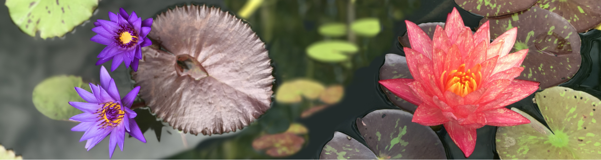 Amazon.com: Micro Landscape Design