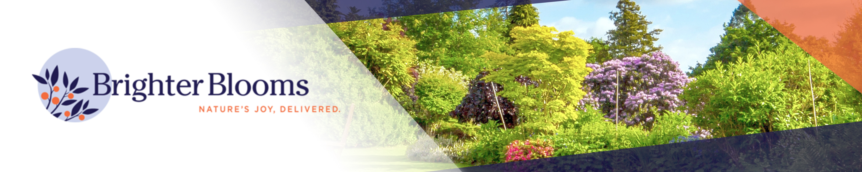 Amazon.com: Brighter Blooms
